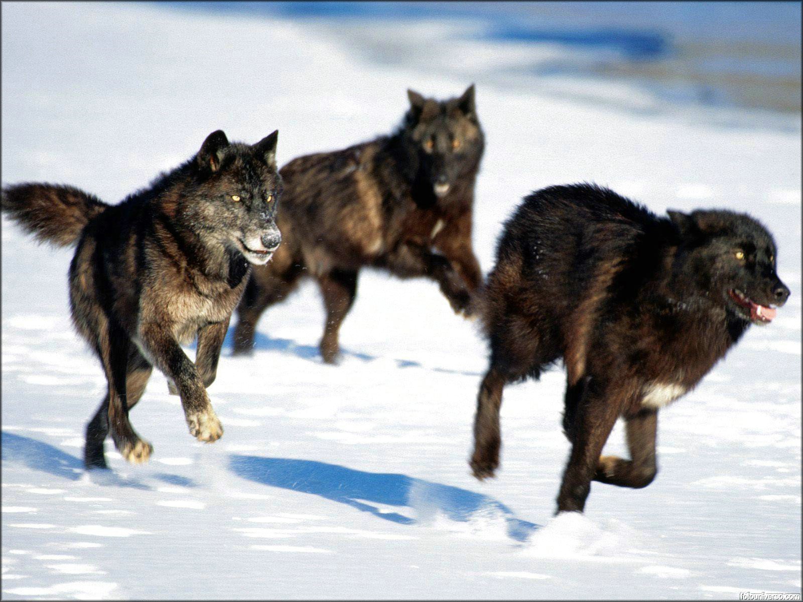 EL LOBO SOLITARIO