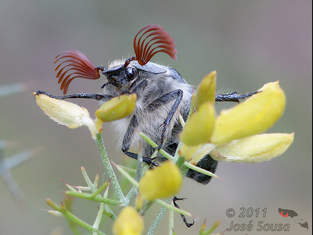 Los insectos parte 1: Estructura, Cabeza
