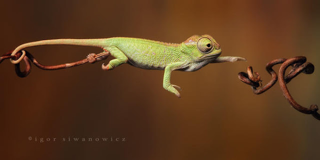 Igor-SIWANOWICZ / Macrophotographe