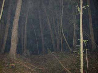 Aokigahara Jukai, la forêt maudite