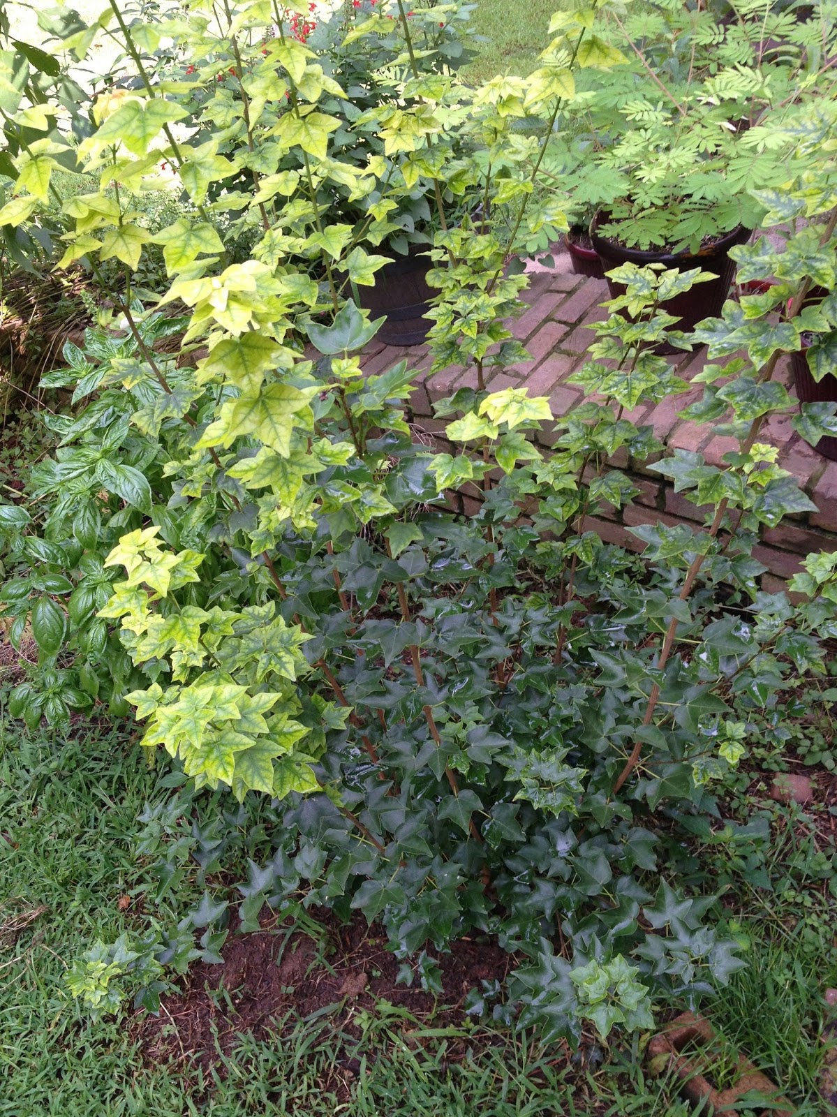 Taiwan Trident Maple? - Page 2