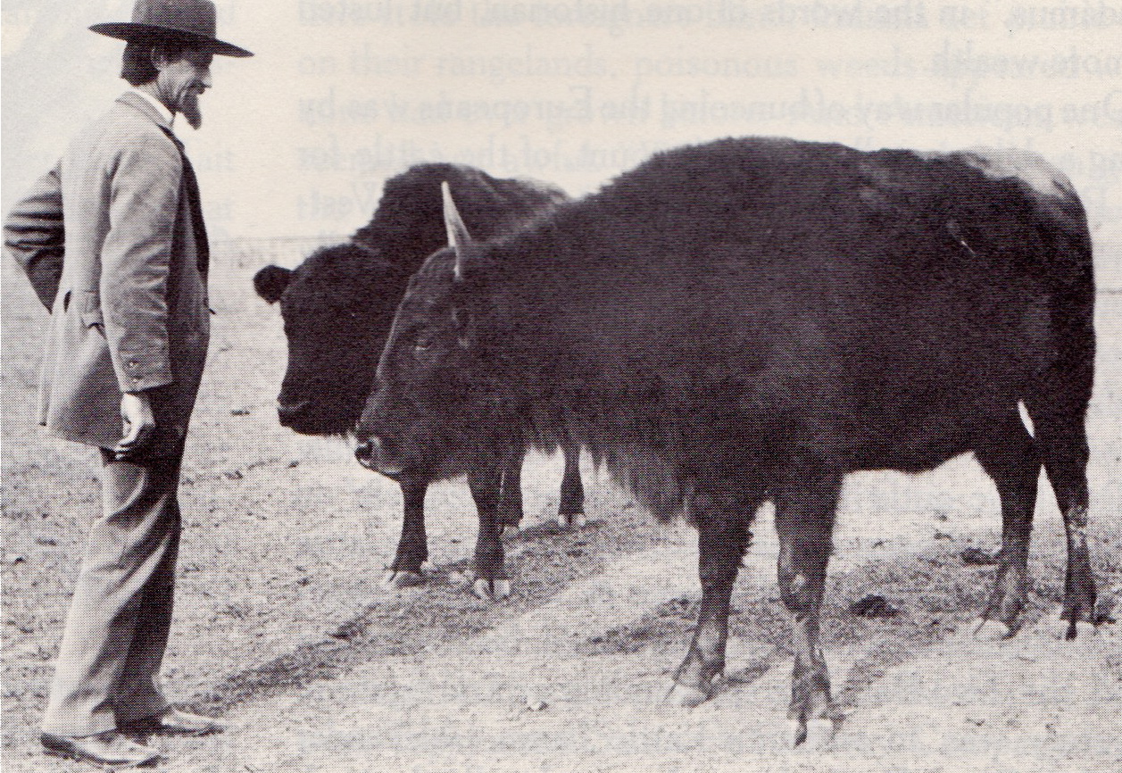Buffalo Rider (1978)