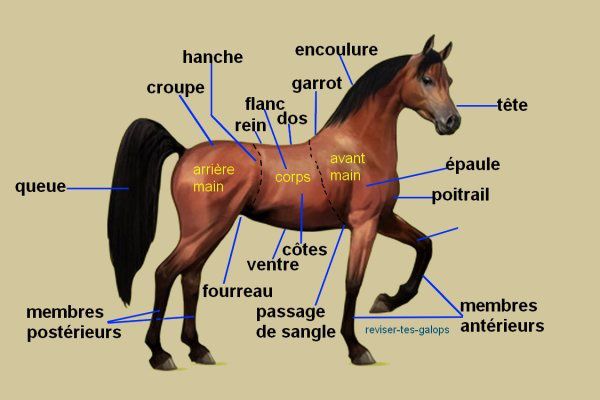 Morphologie-Anatomie-Allures