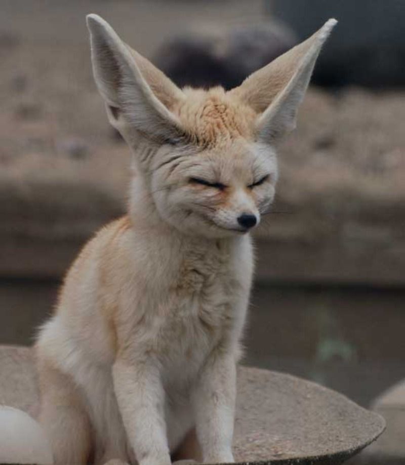 Animaux - Canidés - Le fennec