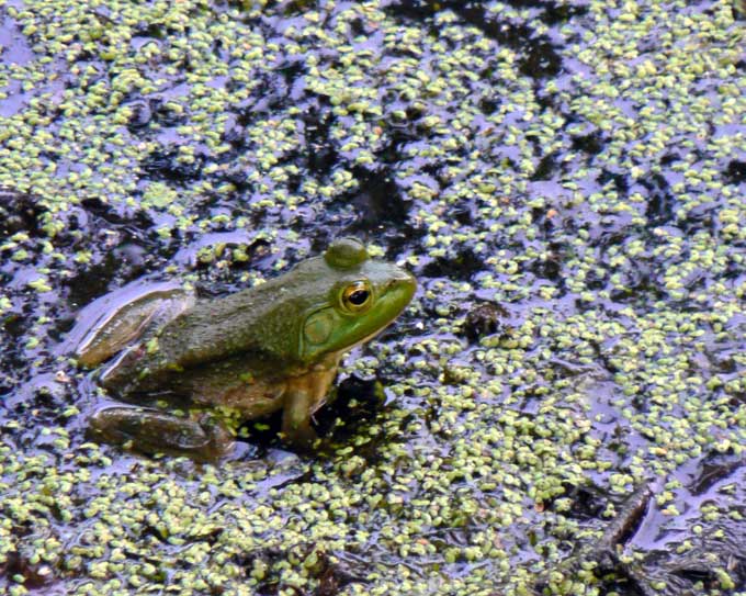 Animaux - batraciens,amphibiens - La Salamandre -+ Axolotl + grenouille ...