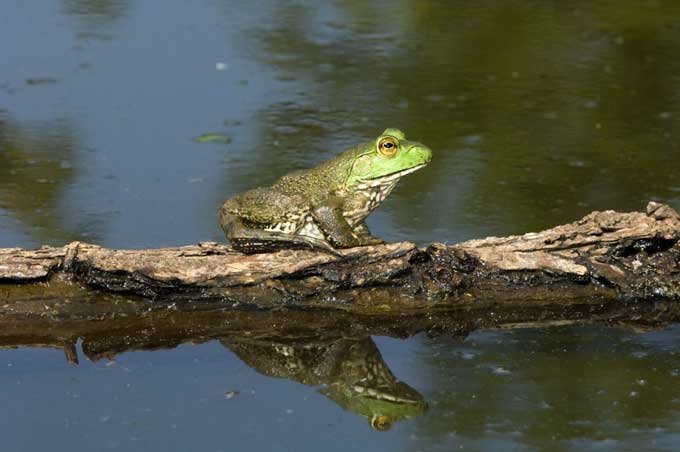 Animaux - batraciens,amphibiens - La Salamandre -+ Axolotl + grenouille ...