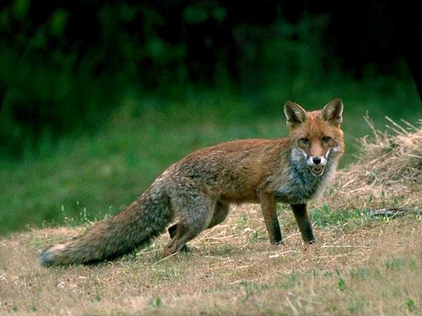 Animaux - Canidés - Le renard - espèces, évolution-