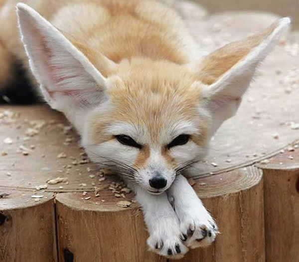 Animaux - Canidés - Le renard - espèces, évolution-