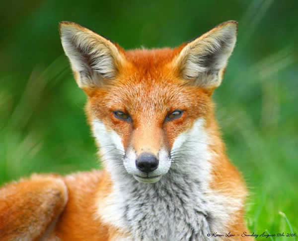 Animaux - Canidés - Le renard - espèces, évolution-
