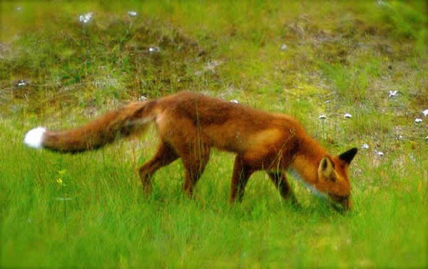 Animaux - Canidés - Le renard - espèces, évolution-