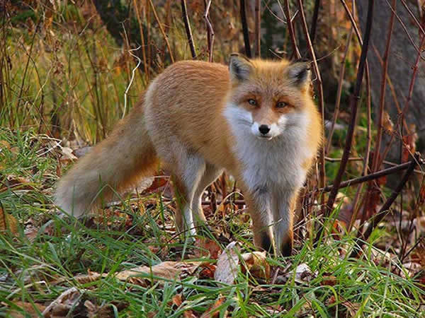 Animaux - Canidés - Le renard - espèces, évolution-