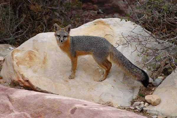 Animaux - Canidés - Le renard - espèces, évolution-