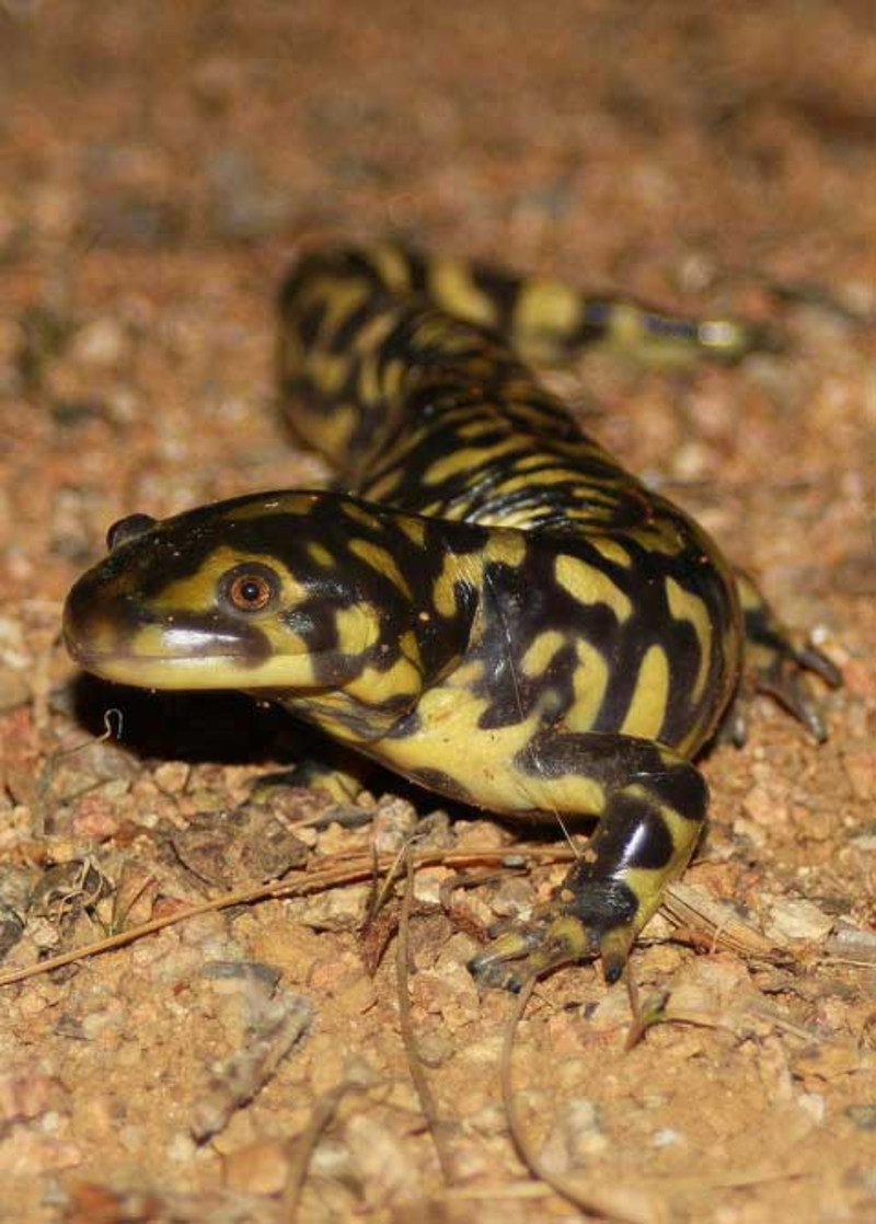 Animaux - batraciens,amphibiens - La Salamandre -+ Axolotl + grenouille ...