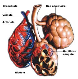 les voies respiratoires