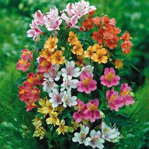 Images de plantes fleurie.