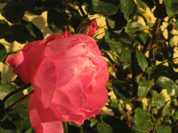 "Rose d'amour" d'un Auteur inconnu+Eclipse1et2+Le rat des villes et le ...