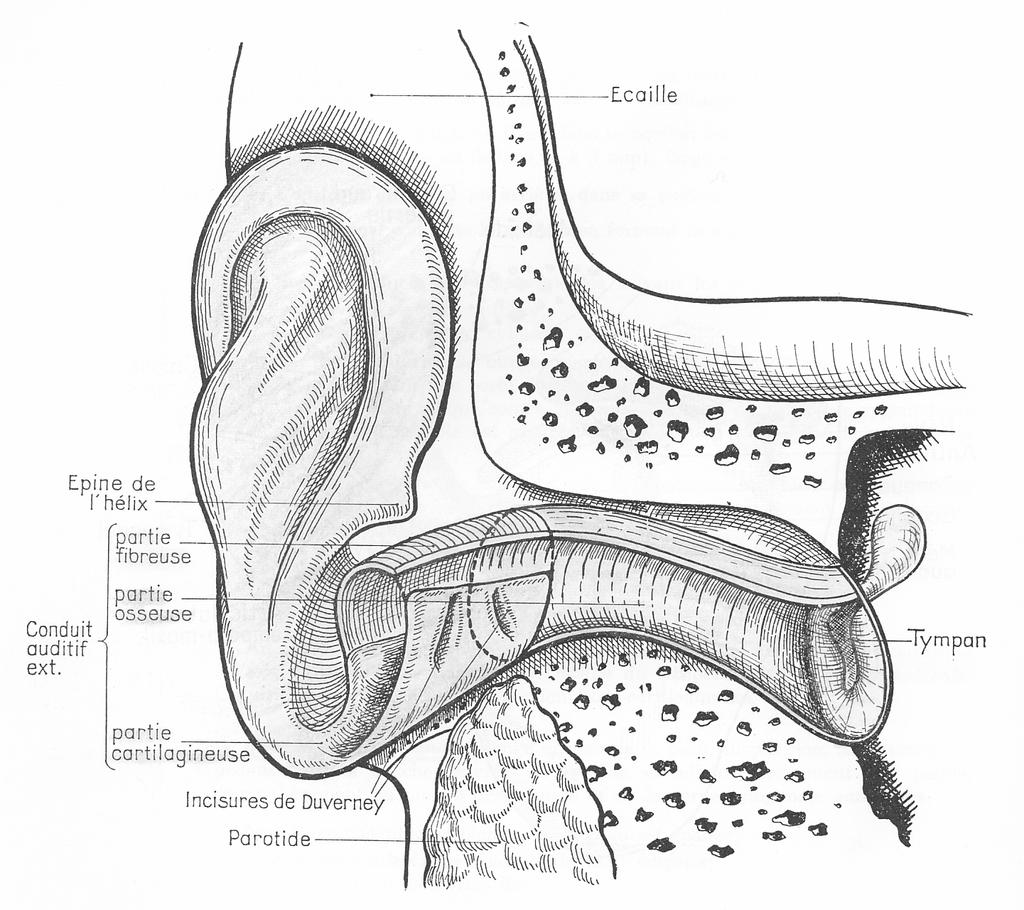 Oreille externe