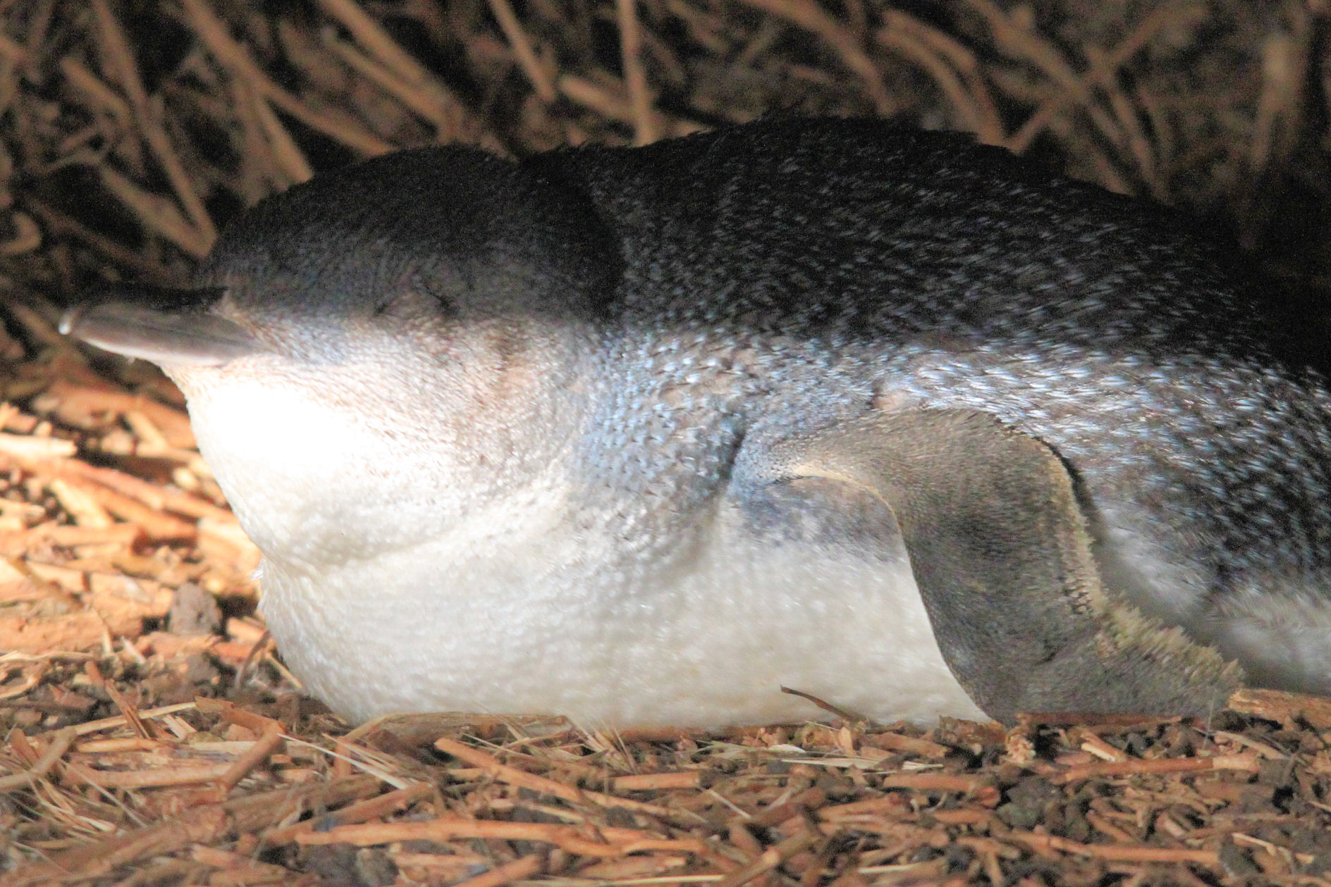 Manchot Pygmée (Little Penguin) Australie
