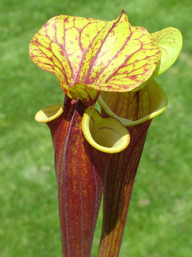 S. flava var. rubricorpora x S.flava var. atropurpurea -- all red form ...