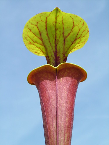 S. flava var. rubricorpora x S.flava var. atropurpurea -- all red form ...