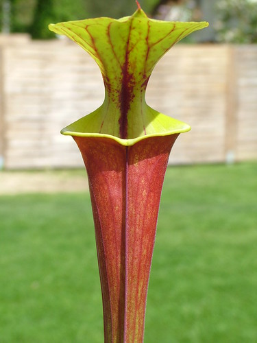 S. flava var. rubricorpora x S.flava var. atropurpurea -- all red form ...