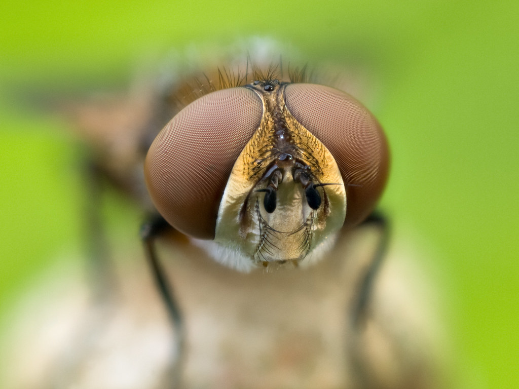 face de mouche
