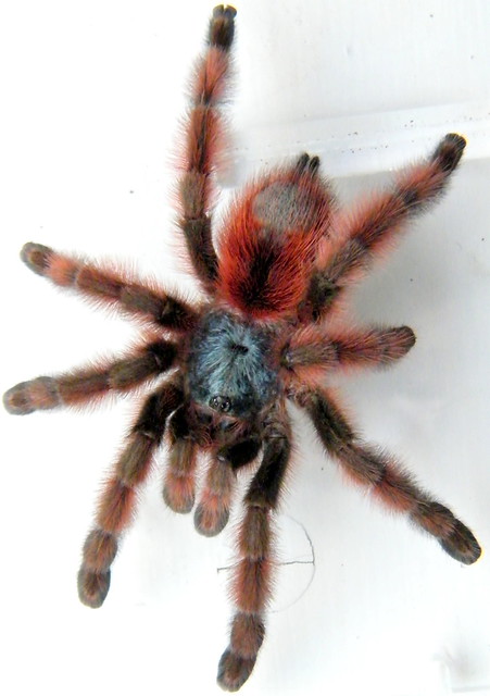 Some Recent Tarantula Shots