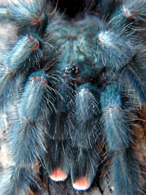 Some Recent Tarantula Shots