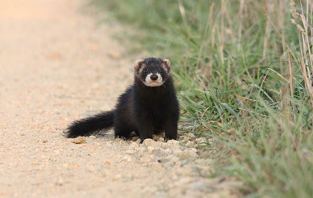 Toirão (Mustela putorius)