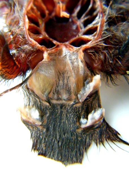Some Recent Tarantula Shots