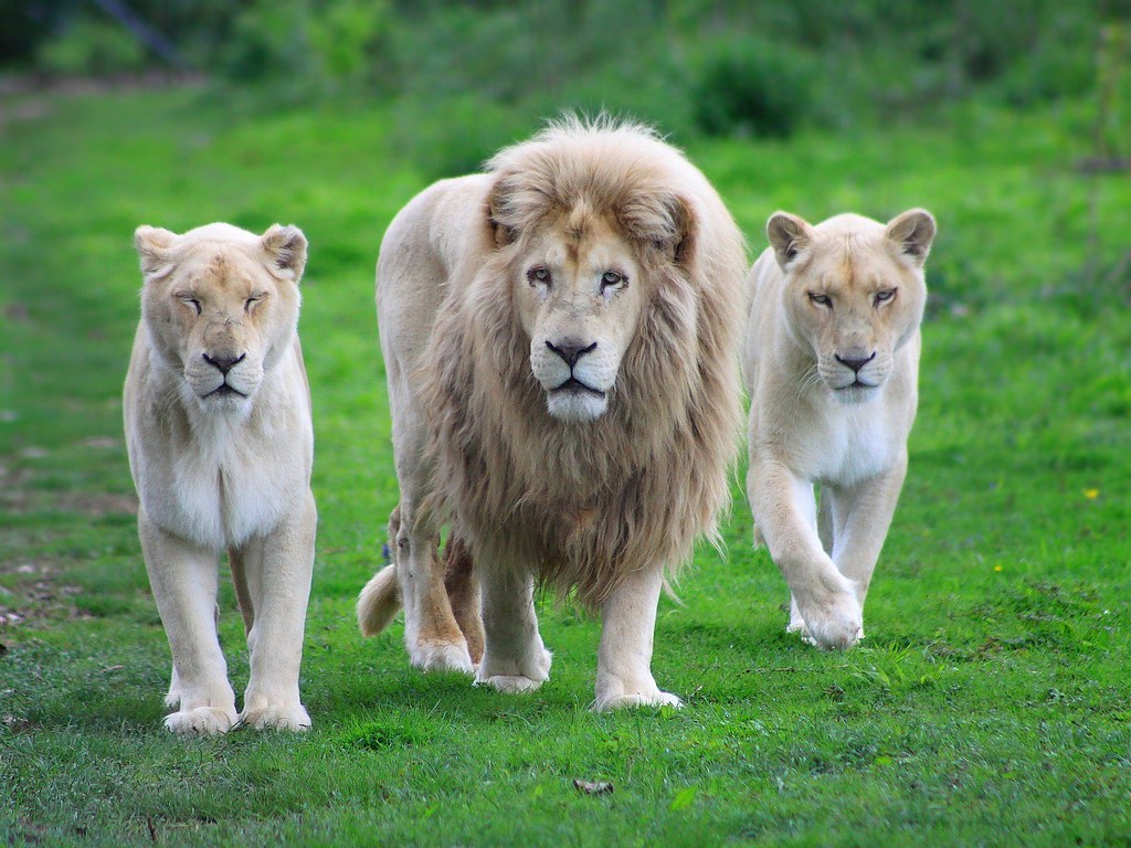 De belles images d'animaux en tout genre, selon vos envies ♥ - Page 2