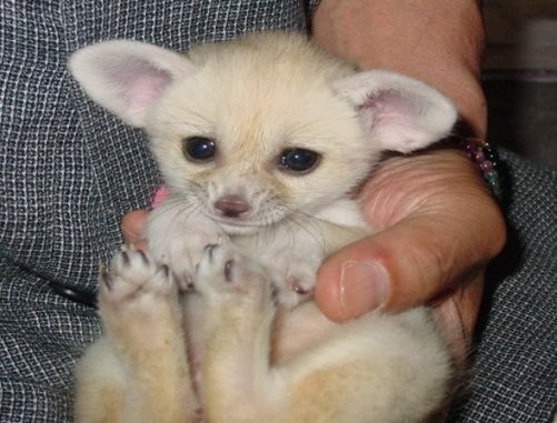 Animal De La Semaine [Fennecs]