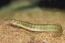 anguille d'aquarium