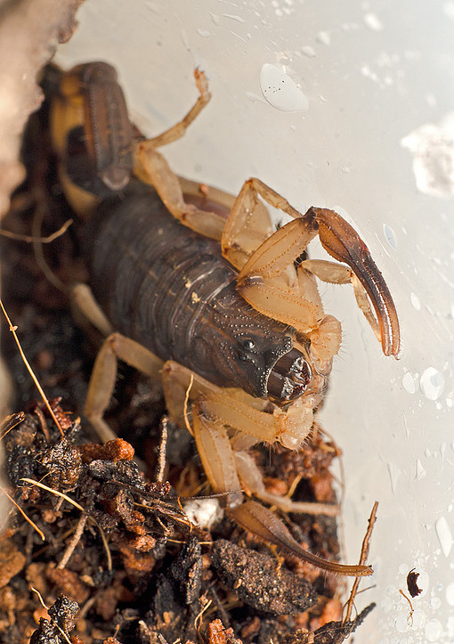 Centruroides bicolor