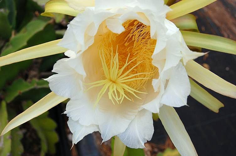 polinización de la pitaya