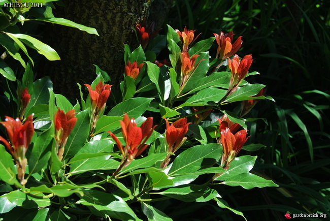 Machilus thunbergii (= Persea thumbergii)
