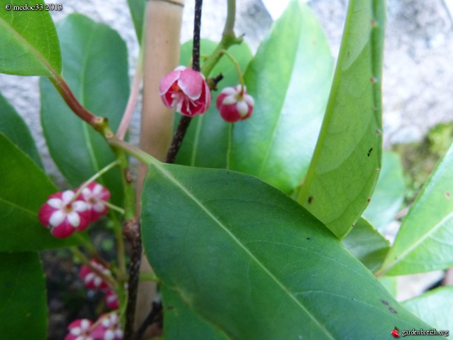 Phoebe sheareri, Bauhinia yunnannensis, Actinidia rubricaulis var ...