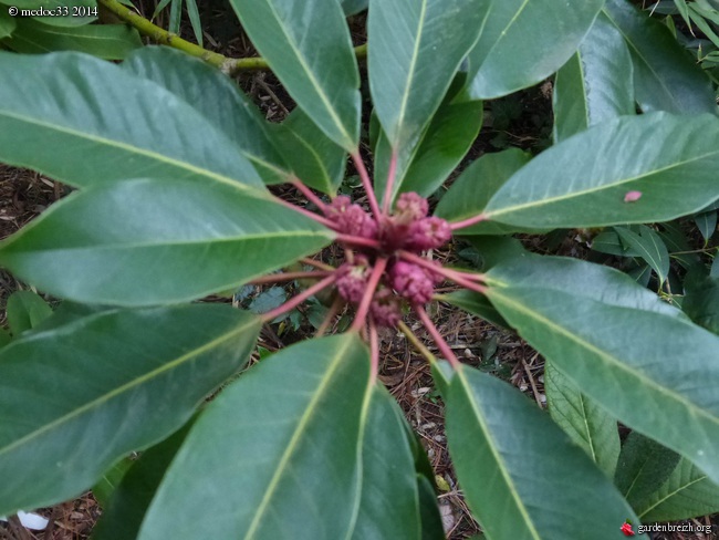 Phoebe sheareri, Bauhinia yunnannensis, Actinidia rubricaulis var ...