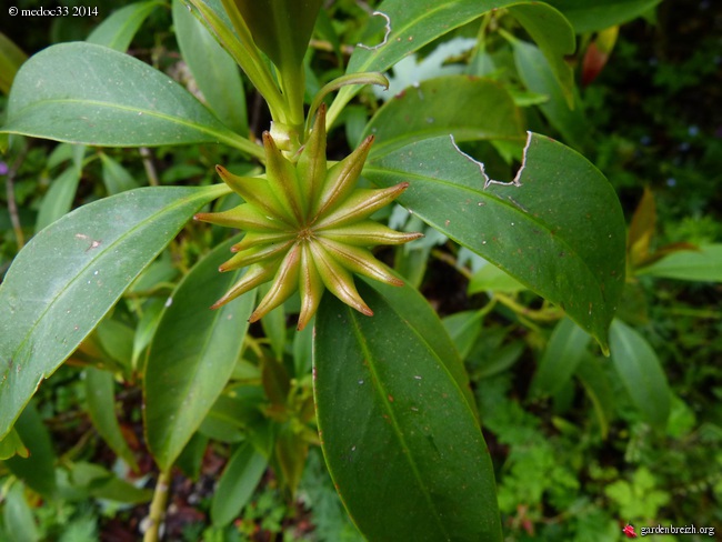 Phoebe sheareri, Bauhinia yunnannensis, Actinidia rubricaulis var ...
