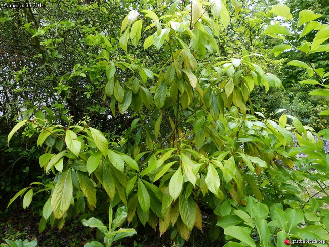 Phoebe sheareri, Bauhinia yunnannensis, Actinidia rubricaulis var ...