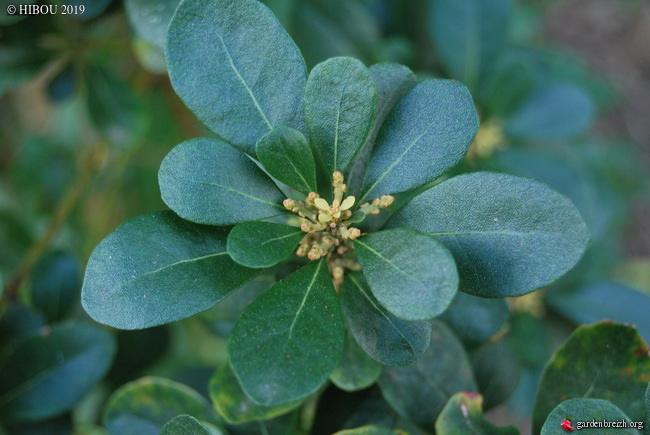 Camellia crapnelliana, Rhododendron lutescens , Myrica rivas-martinezii ...