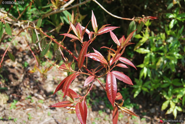 Camellia crapnelliana, Rhododendron lutescens , Myrica rivas-martinezii ...
