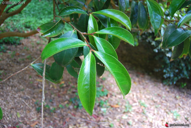 Camellia crapnelliana, Rhododendron lutescens , Myrica rivas-martinezii ...