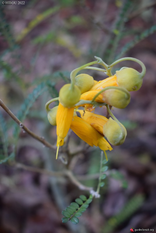 Sophora molloyi