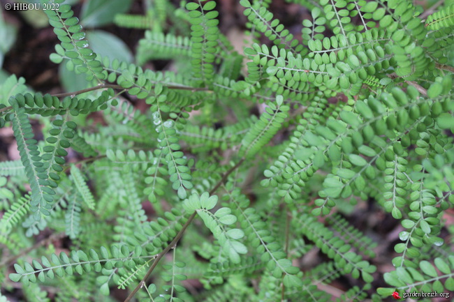 Sophora molloyi