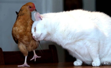 Une poule & un chat inséparables