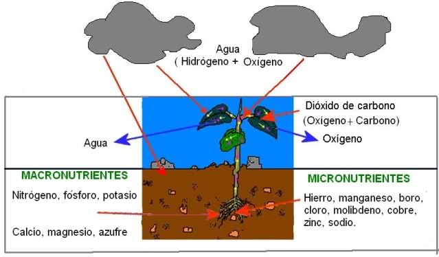 LA NUTRICION EN LAS PLANTAS
