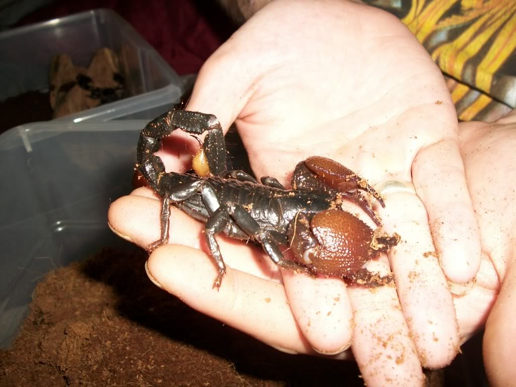 Pandinus imperator? (pics)