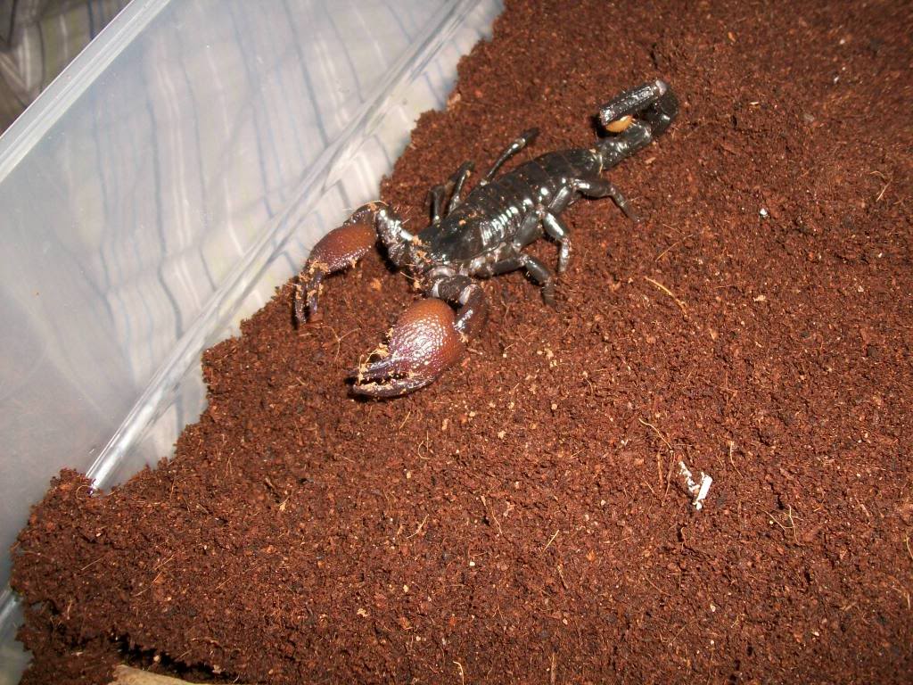 Pandinus imperator? (pics)