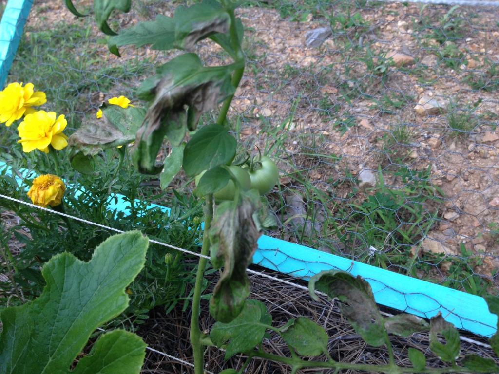 tomato, cucumber, and zucchini problems